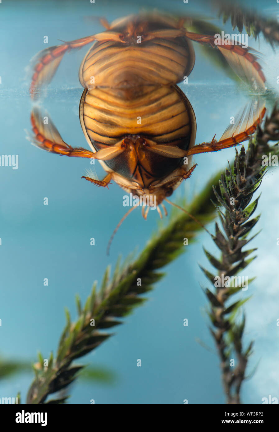 Lesser diving beetle Stock Photo - Alamy