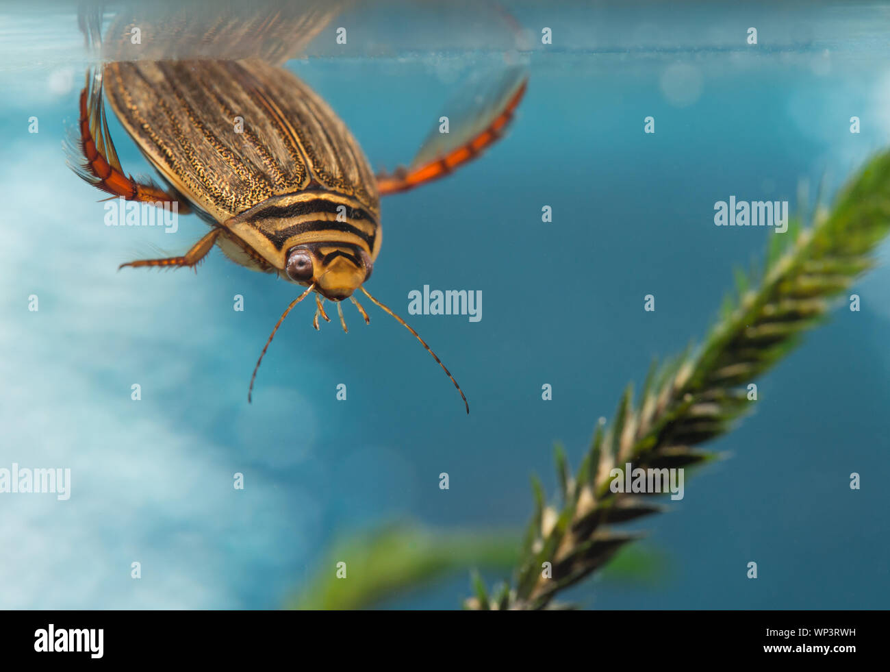 Lesser diving beetle Stock Photo - Alamy