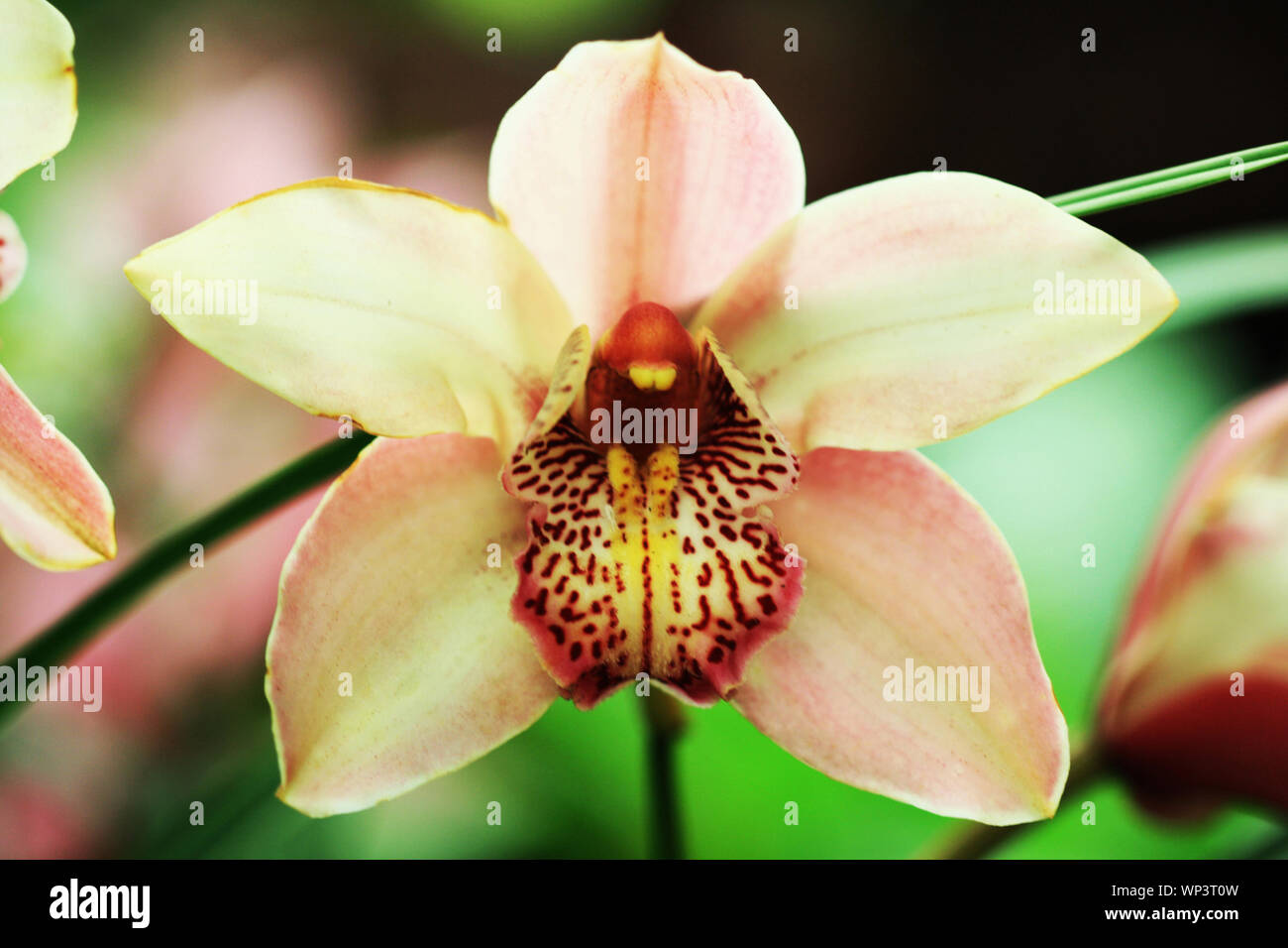 Orchidacea hi-res stock photography and images - Alamy