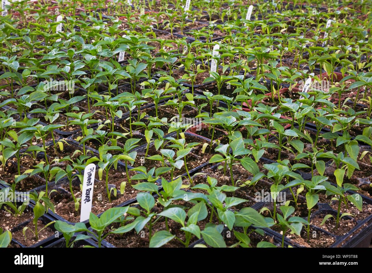 Bell pepper capsicum annuum plants in containers inside greenhouse hi ...