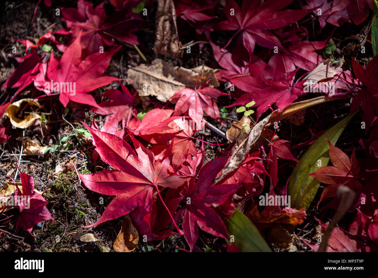 Leaves various colors cover grass hi-res stock photography and images ...