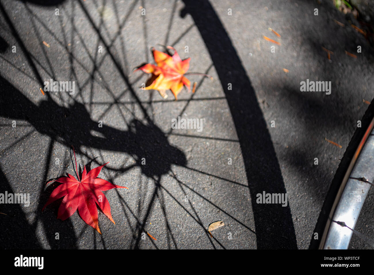 Shadow of a bicycle wheel with autumn fallen leaves on the ground ...