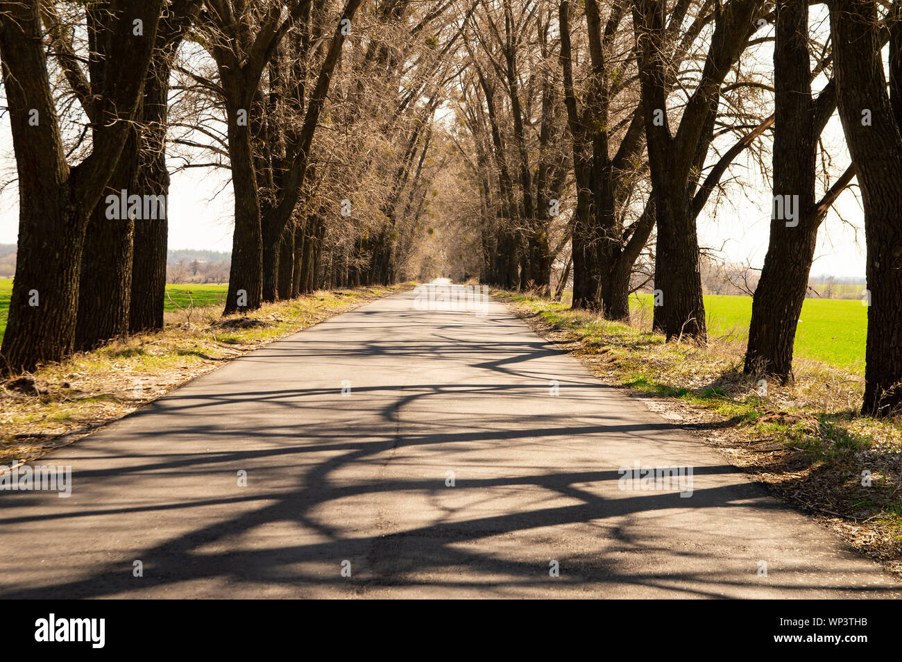 spring empty road among trees, blue sky and green grass Stock Photo - Alamy