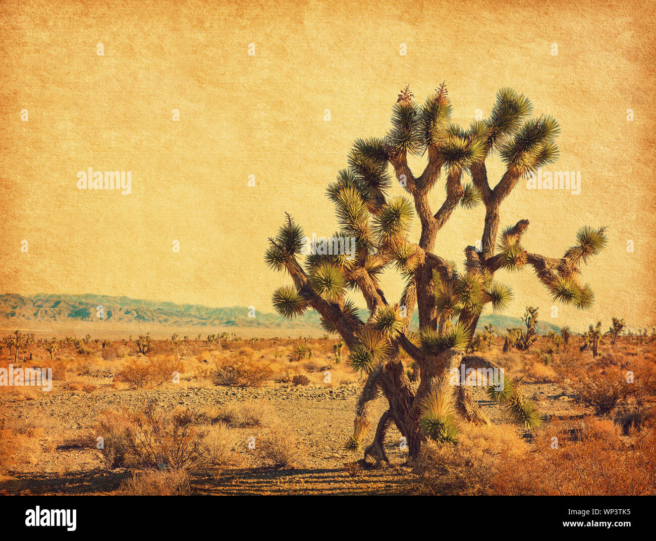 Landscape of the desert with big Joshua Tree, Mojave Desert, California ...