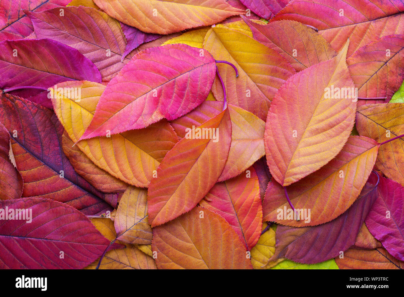 Colorful background with autumn Cherry leaves Stock Photo - Alamy