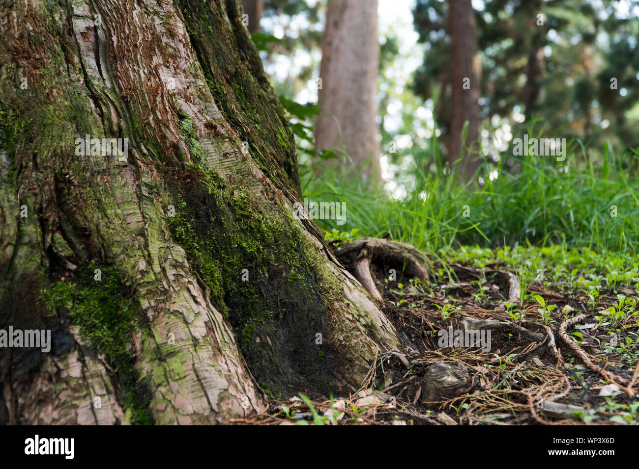 The base of a huge tree in the wild woodlands Stock Photo - Alamy