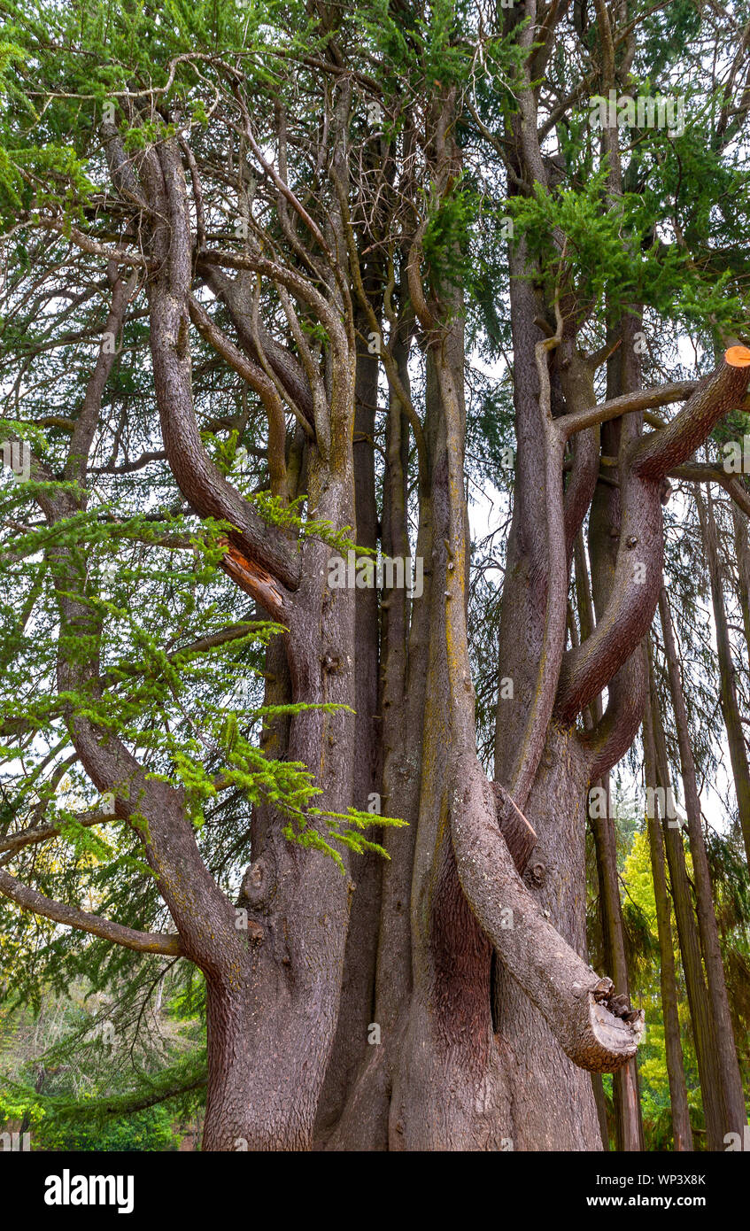 Huge tree in the park Stock Photo - Alamy