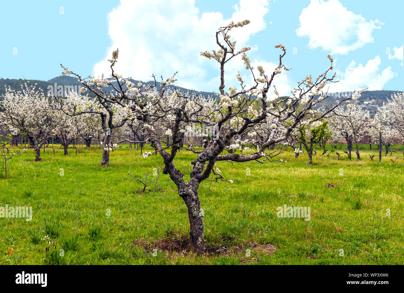 Apple the grove hi-res stock photography and images - Alamy