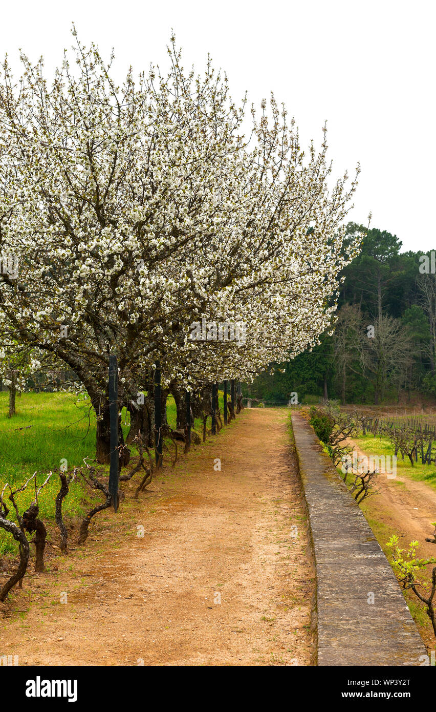 Apple grove in blossom at springtime Stock Photo - Alamy