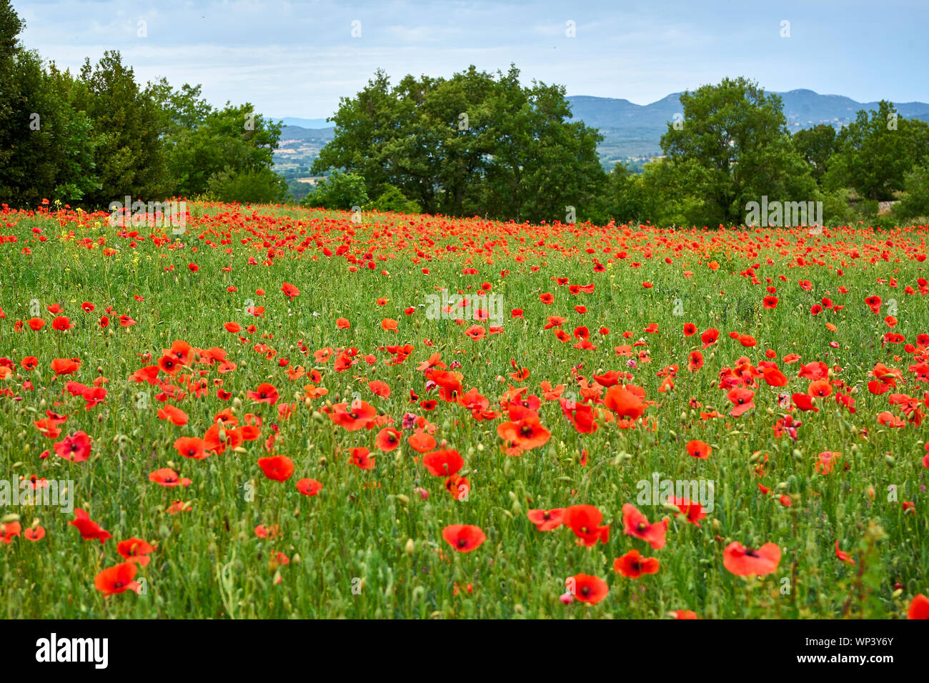 Poppy Field On A Spring Day With Trees And Mountains In The Background ...