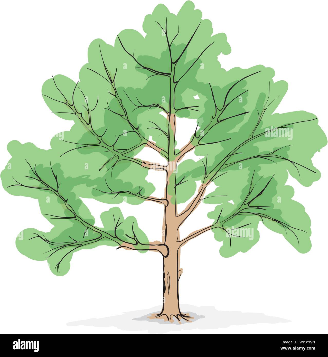 Simplified image - crone of tree Stock Vector Image & Art - Alamy