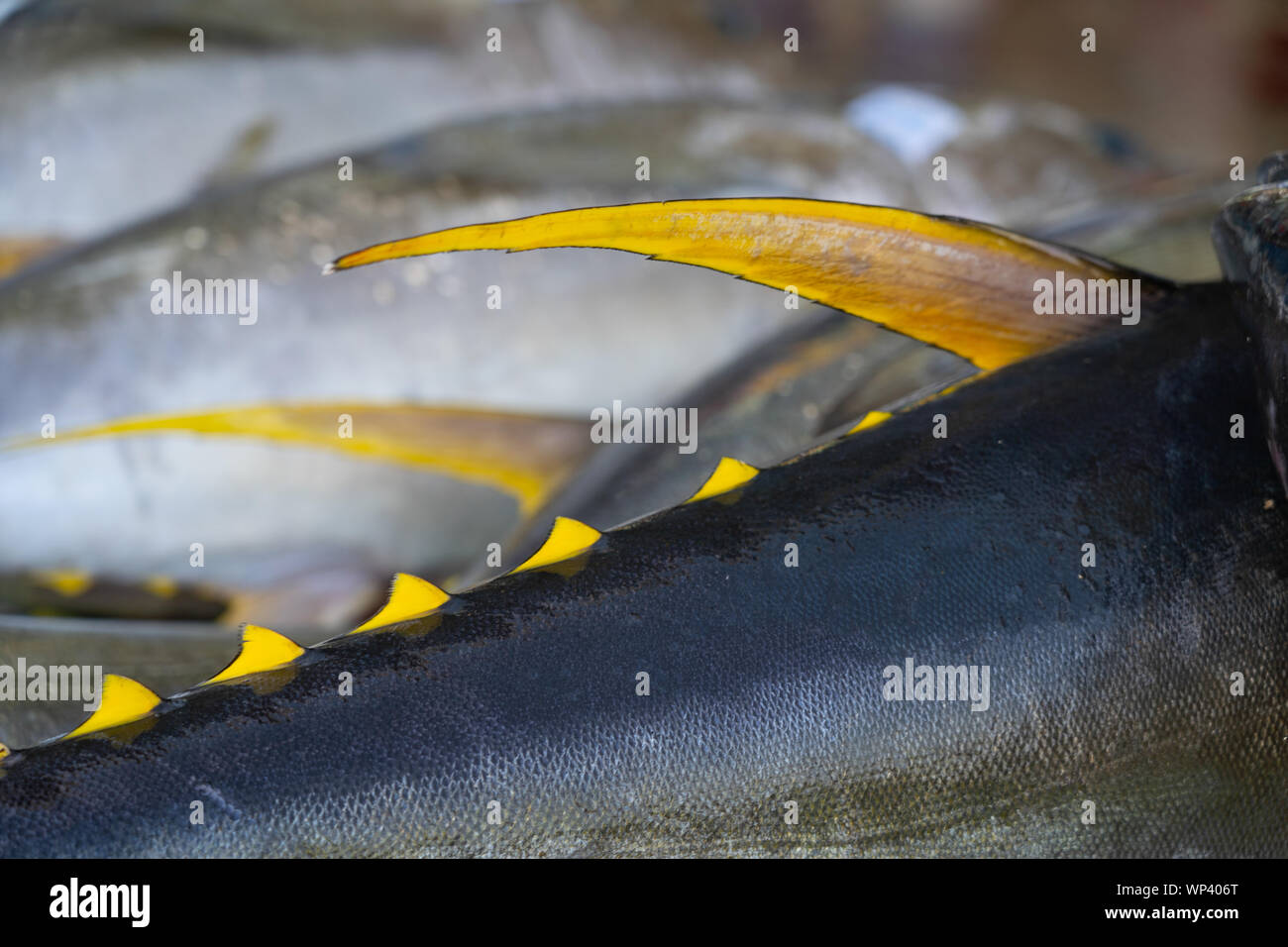 Yellowfin Tuna at the commercial Fishport of General Santos,Philippines ...