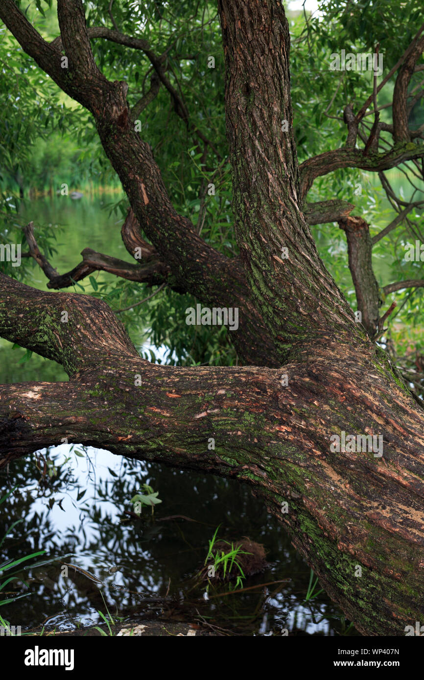 Osier tree hi-res stock photography and images - Alamy