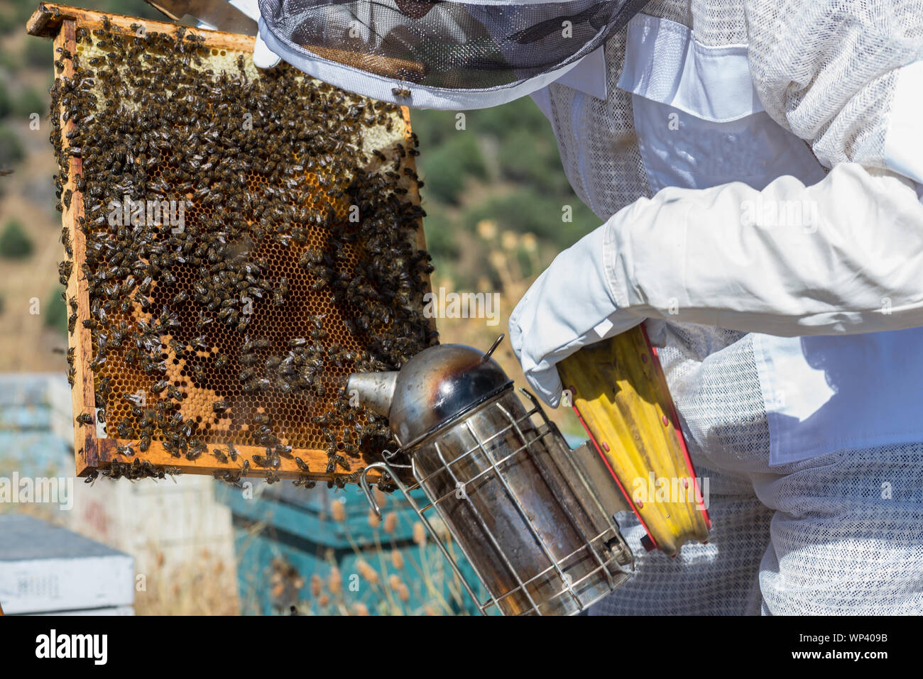 beekeeper collecting honey in a beehives Stock Photo - Alamy
