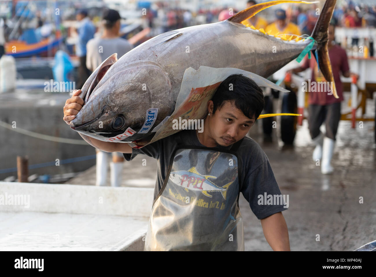 A man carrying a large Yellowfin Tuna on his shoulder,within the ...