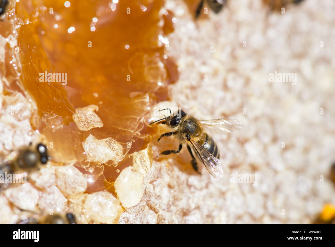 worker bees recomposing a broken honeycomb Stock Photo - Alamy