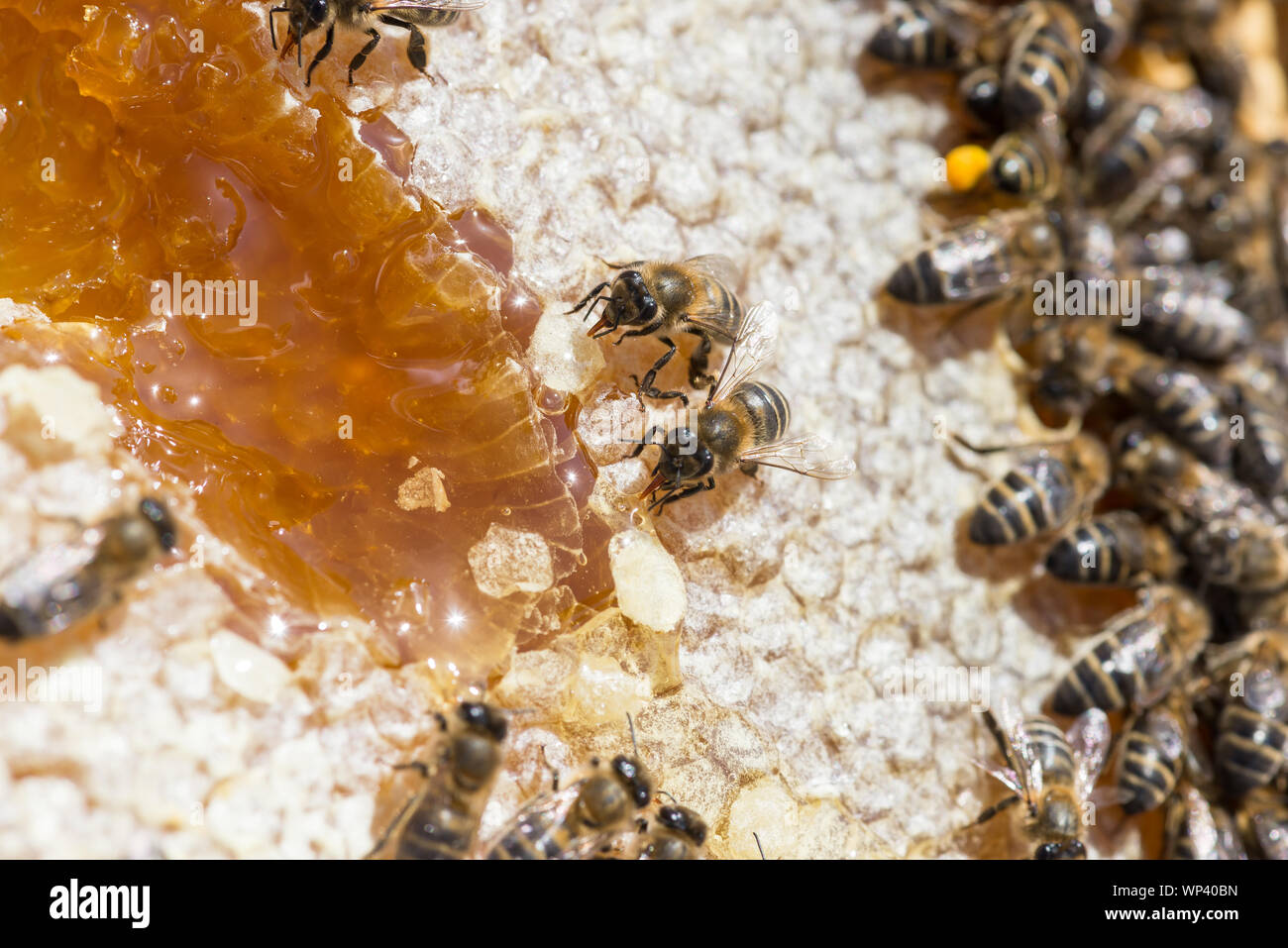 Recomposing hi-res stock photography and images - Alamy