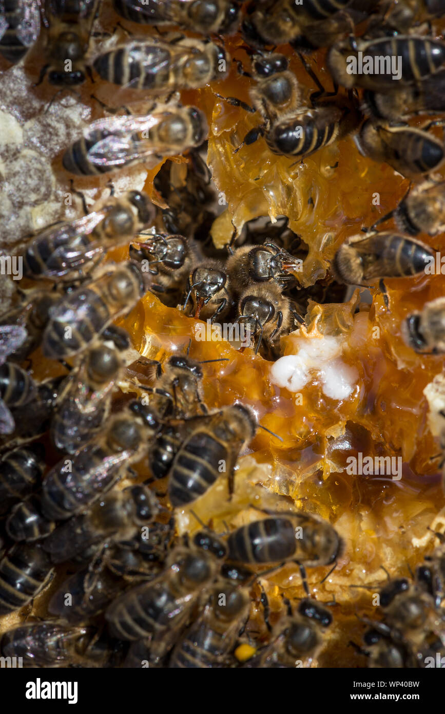 worker bees recomposing a broken honeycomb Stock Photo - Alamy