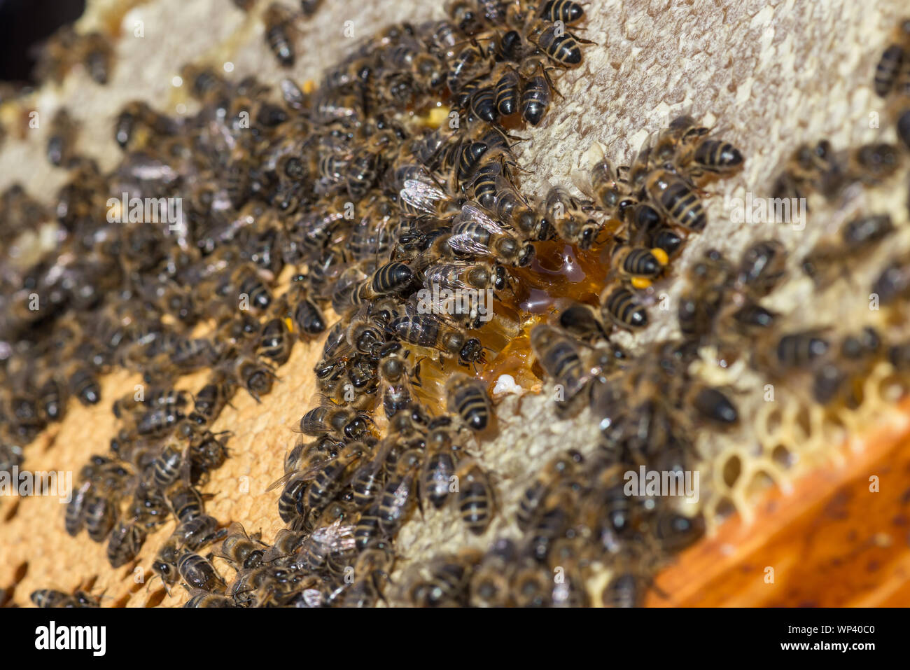 worker bees recomposing a broken honeycomb Stock Photo - Alamy