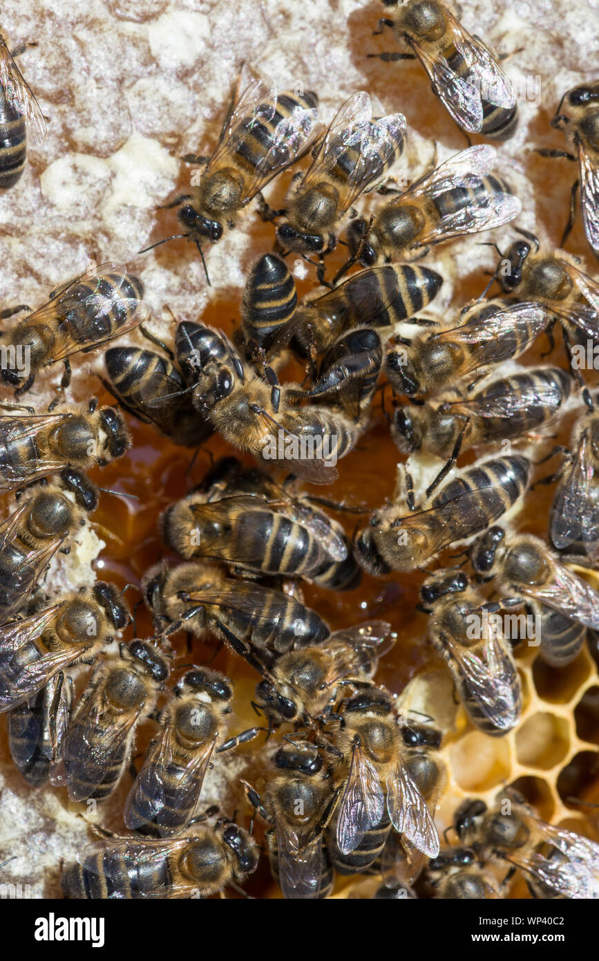 worker bees recomposing a broken honeycomb Stock Photo - Alamy