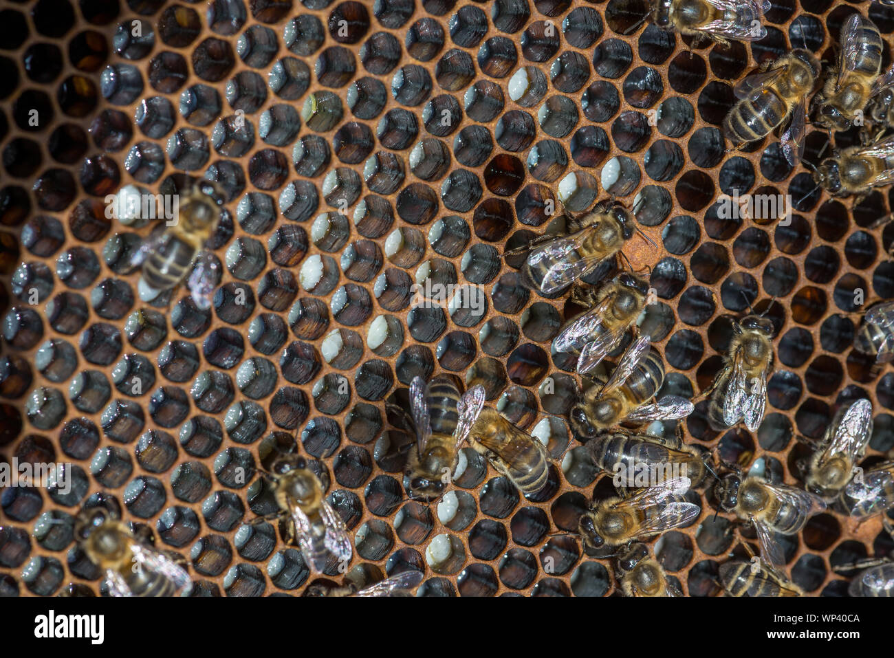 Bees with larva offspring, waiting for their growth Stock Photo - Alamy