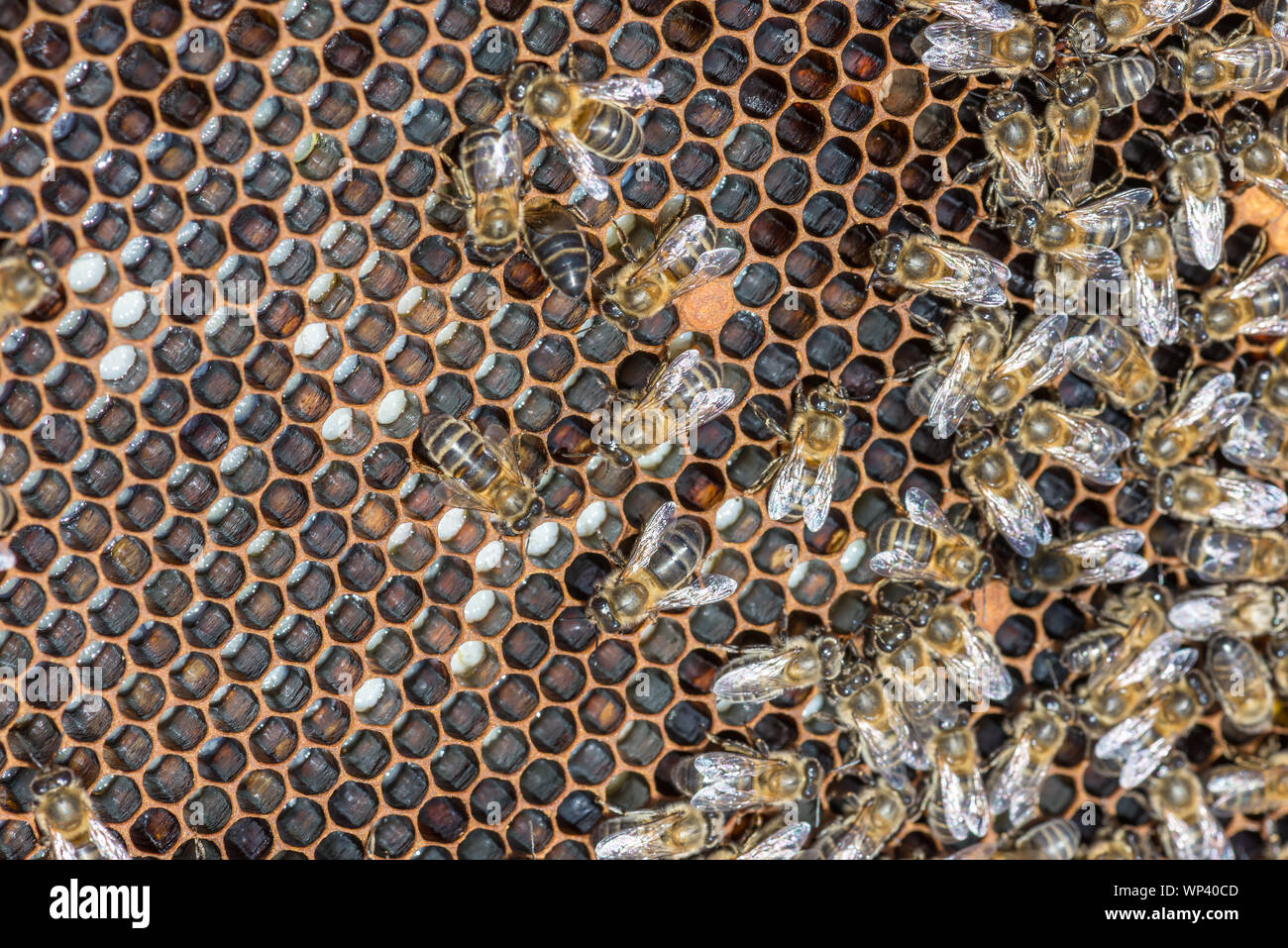 Bees with larva offspring, waiting for their growth Stock Photo - Alamy