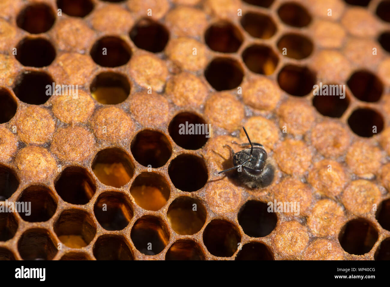 Bee rearing hi-res stock photography and images - Alamy