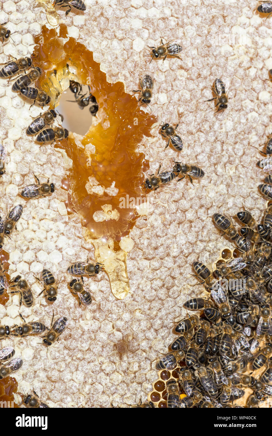 worker bees recomposing a broken honeycomb Stock Photo - Alamy