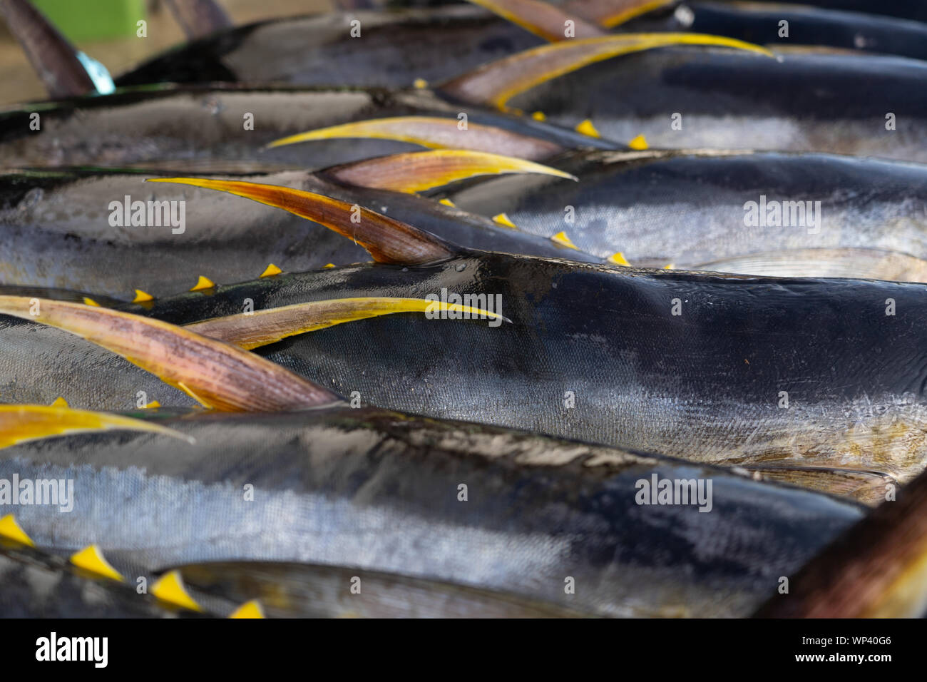 Yellowfin Tuna at the commercial Fishport of General Santos,Philippines ...