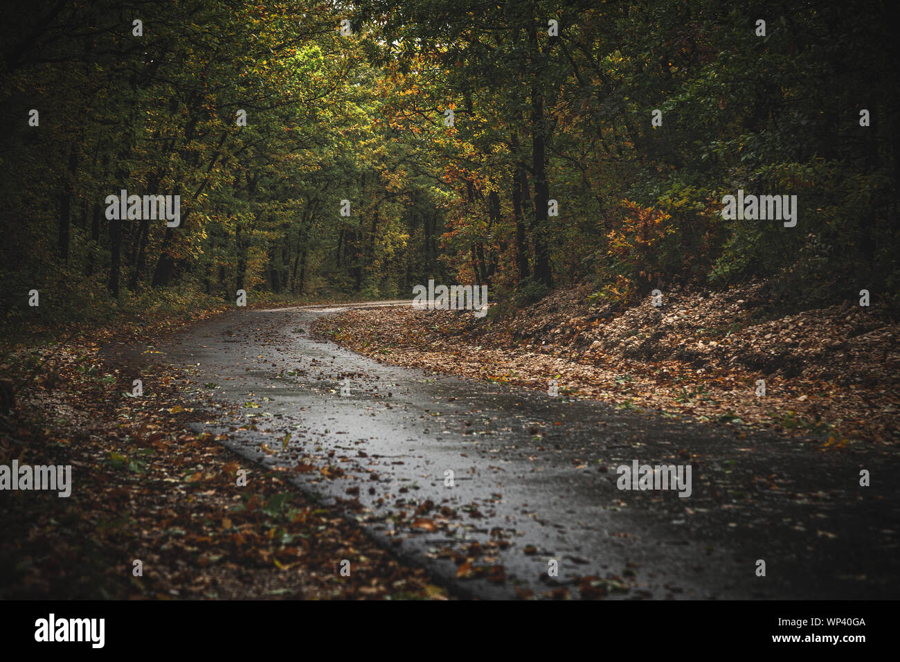 Rainy road in autumn hi-res stock photography and images - Alamy