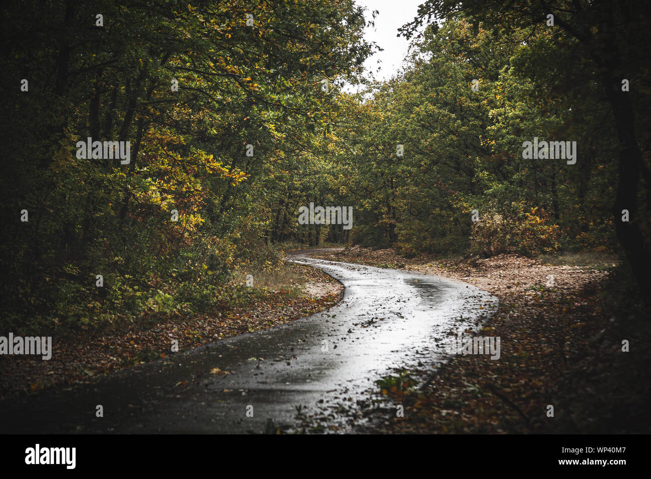 Plash wood hi-res stock photography and images - Alamy