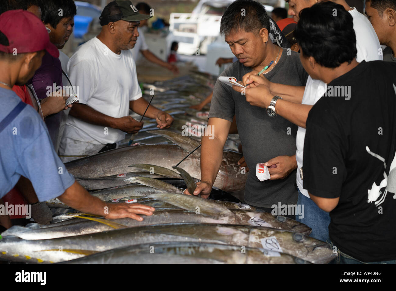 Yellowfin Tuna being graded for quality at the Fishport of General ...