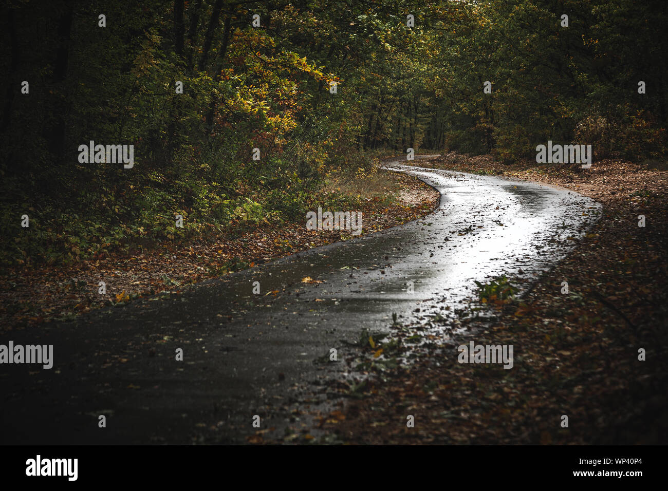 Rainy road in autumn hi-res stock photography and images - Alamy