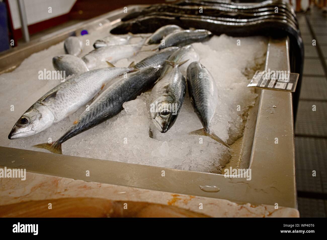 Pilchards stacked in a fish market - sardines and herrings (Funchal ...