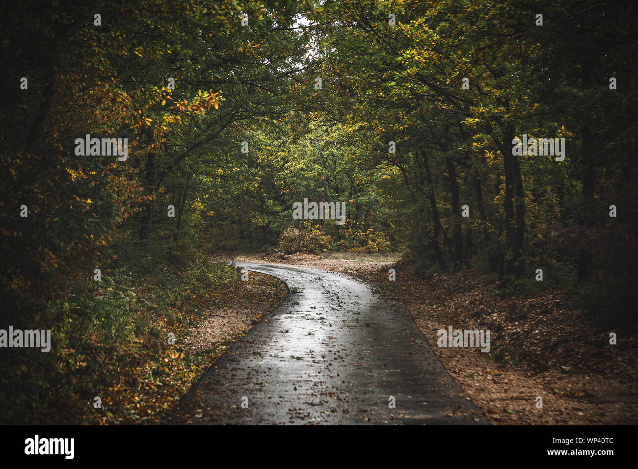Rainy road in autumn hi-res stock photography and images - Alamy