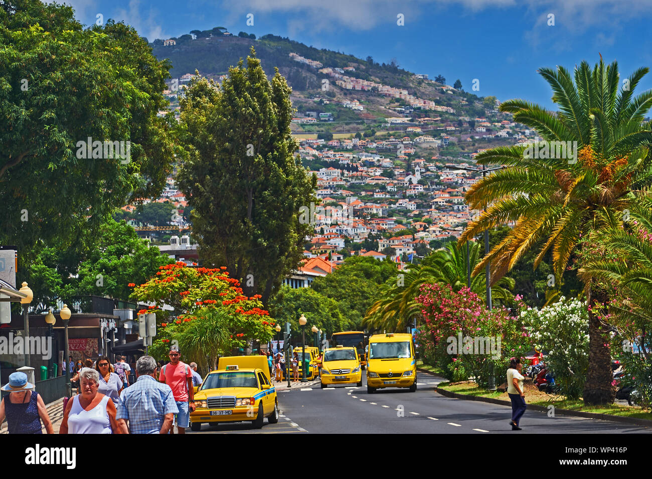 Funchal, Madeira general scene with iconic yellow taxis and buses, palm ...