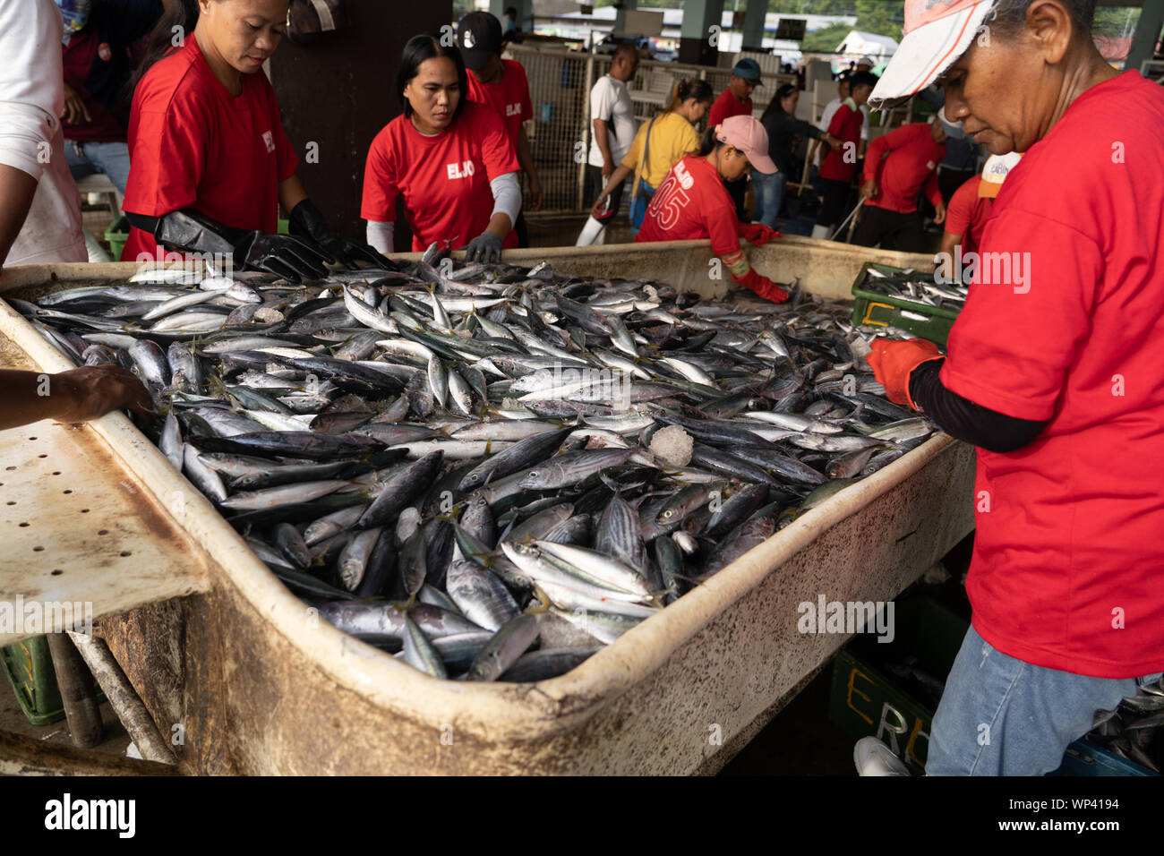 Small Tuna being graded within the Fishport at General Santos ...