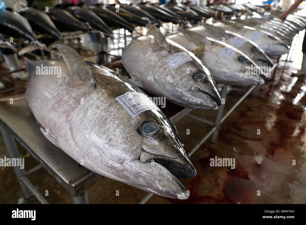 Conservation of fish stocks hi-res stock photography and images - Alamy