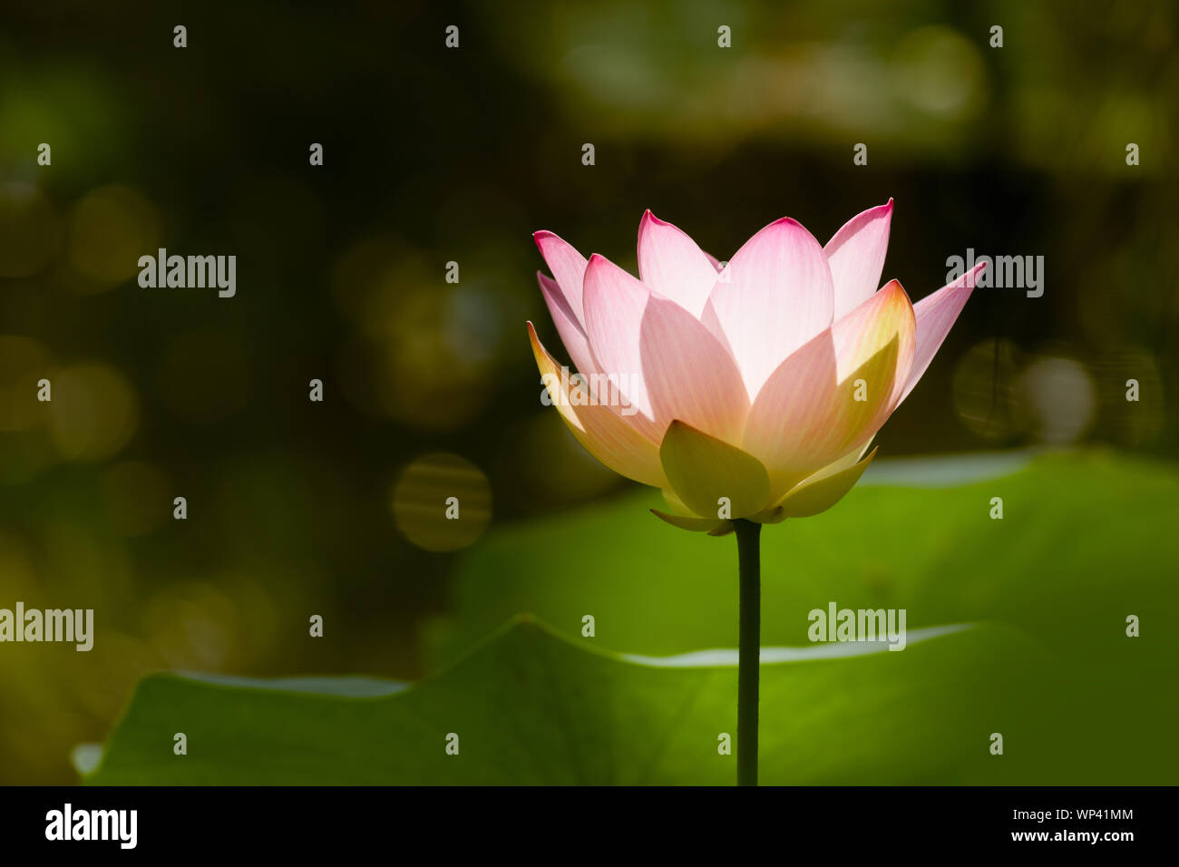 Single holy lotus flower blooming in tropical climate Stock Photo - Alamy