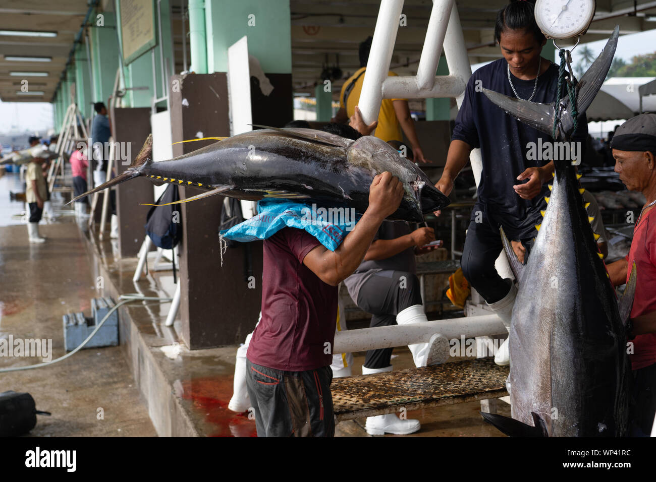 A man carrying a large Yellowfin Tuna on his shoulder,within the ...