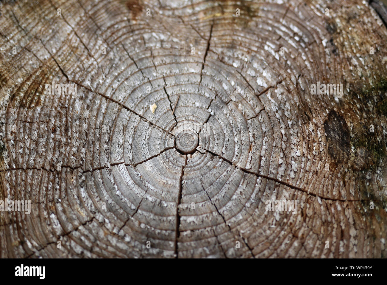 Tree rings annular rings hi-res stock photography and images - Alamy