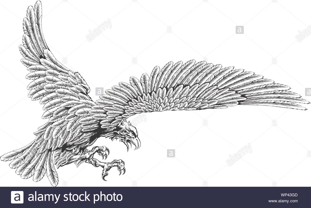 Bald Eagle Drawing High Resolution Stock Photography and Images - Alamy