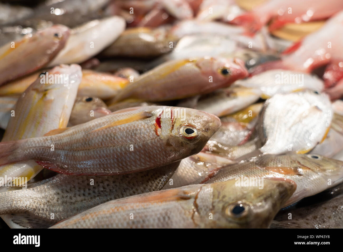 Fresh fish on display within the Public market of General Santos City ...
