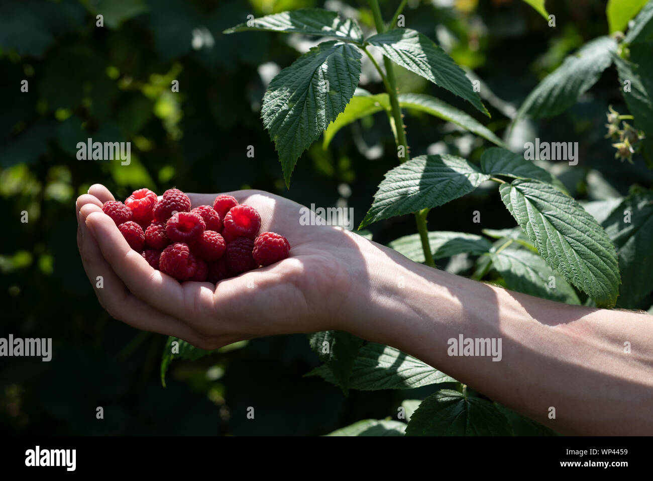 Handful of ripe raspberries. Harvesting in the Home Garden Stock Photo ...