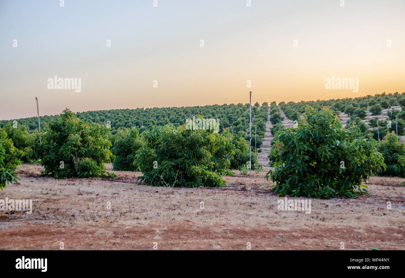 Avocado farm hi-res stock photography and images - Alamy