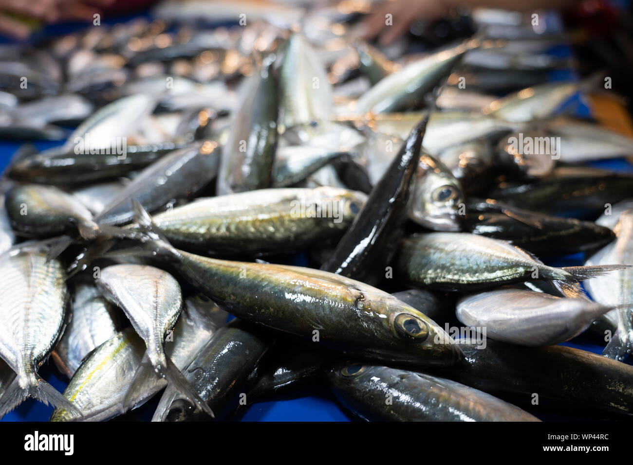 Fresh fish market philippines hi-res stock photography and images - Alamy