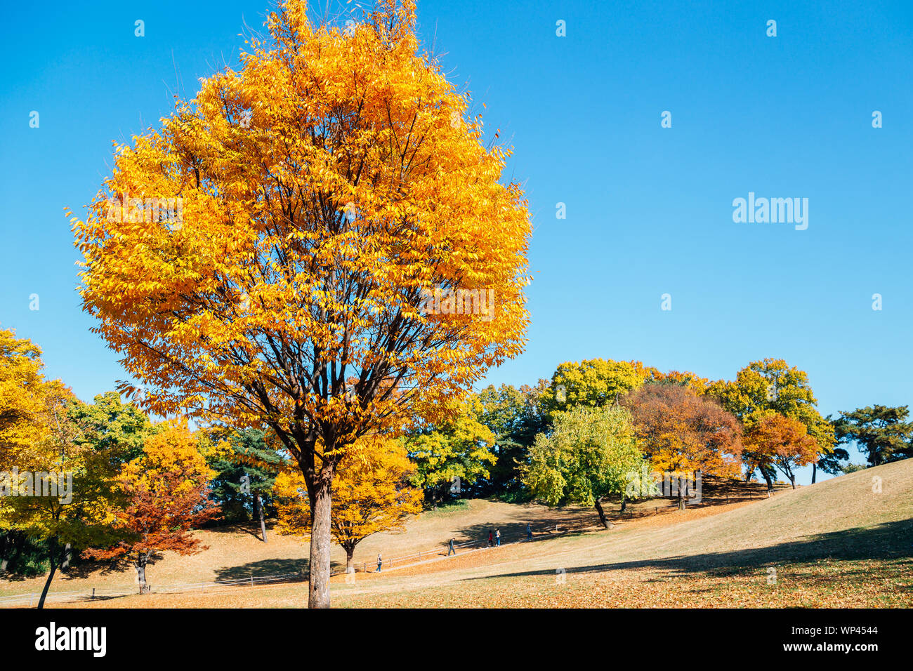 Yellow autumn maple trees at Olympic park in Seoul, Korea Stock Photo ...