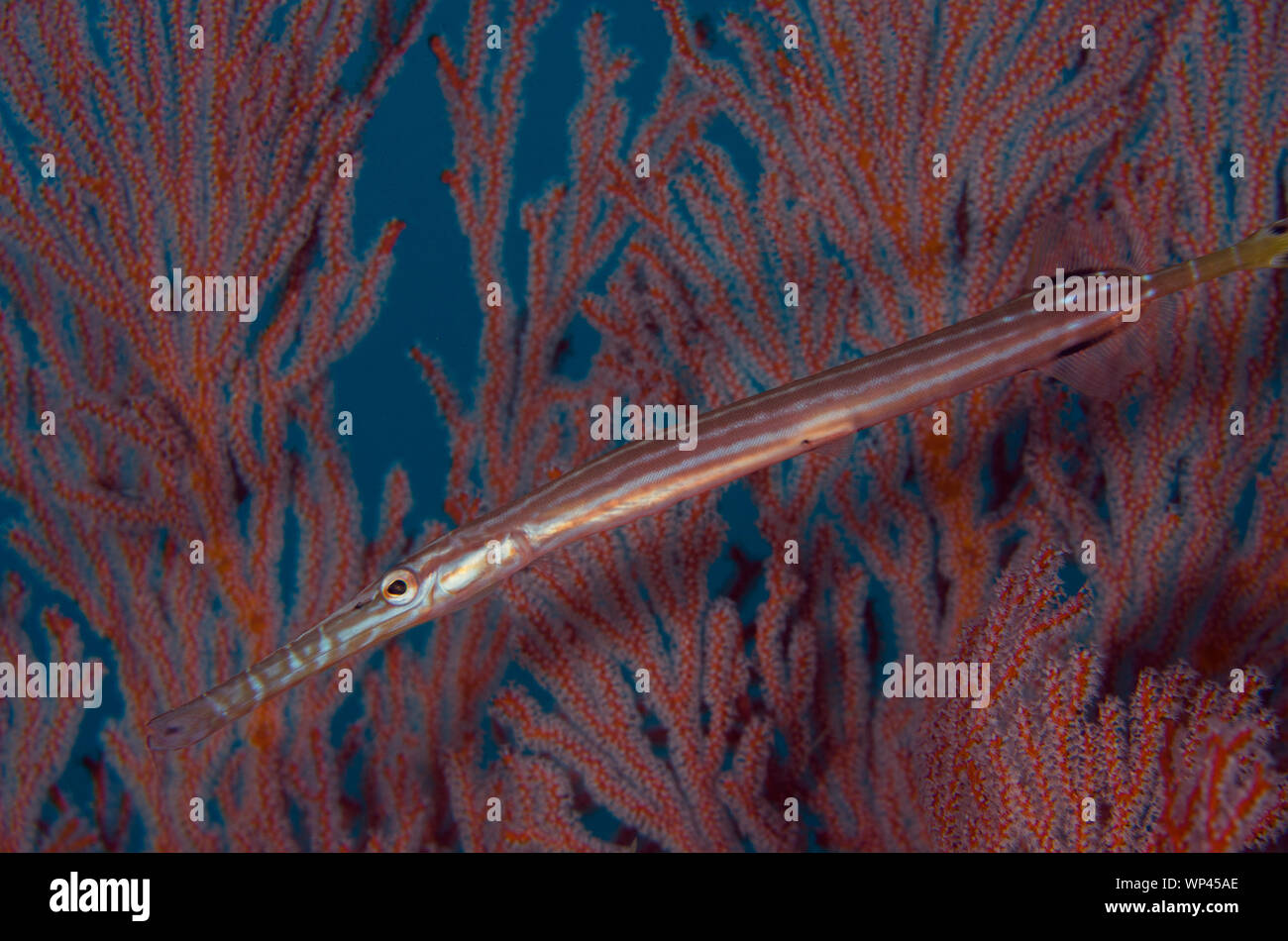 Aulostomus chinensis hi-res stock photography and images - Alamy