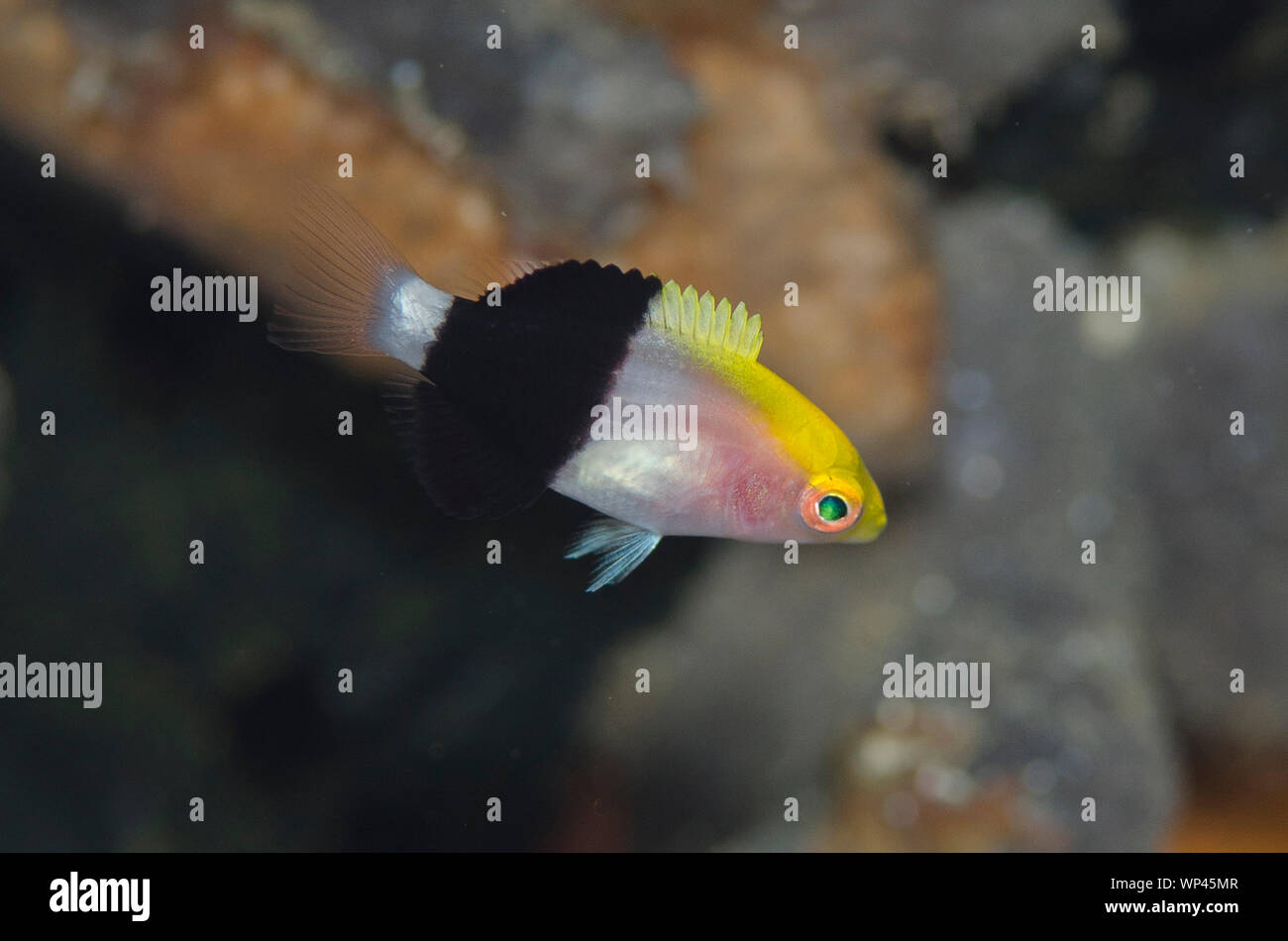 Juvenile Tarry Hogfish, Bodianus bilunulatus, Pyramids dive site, Amed ...