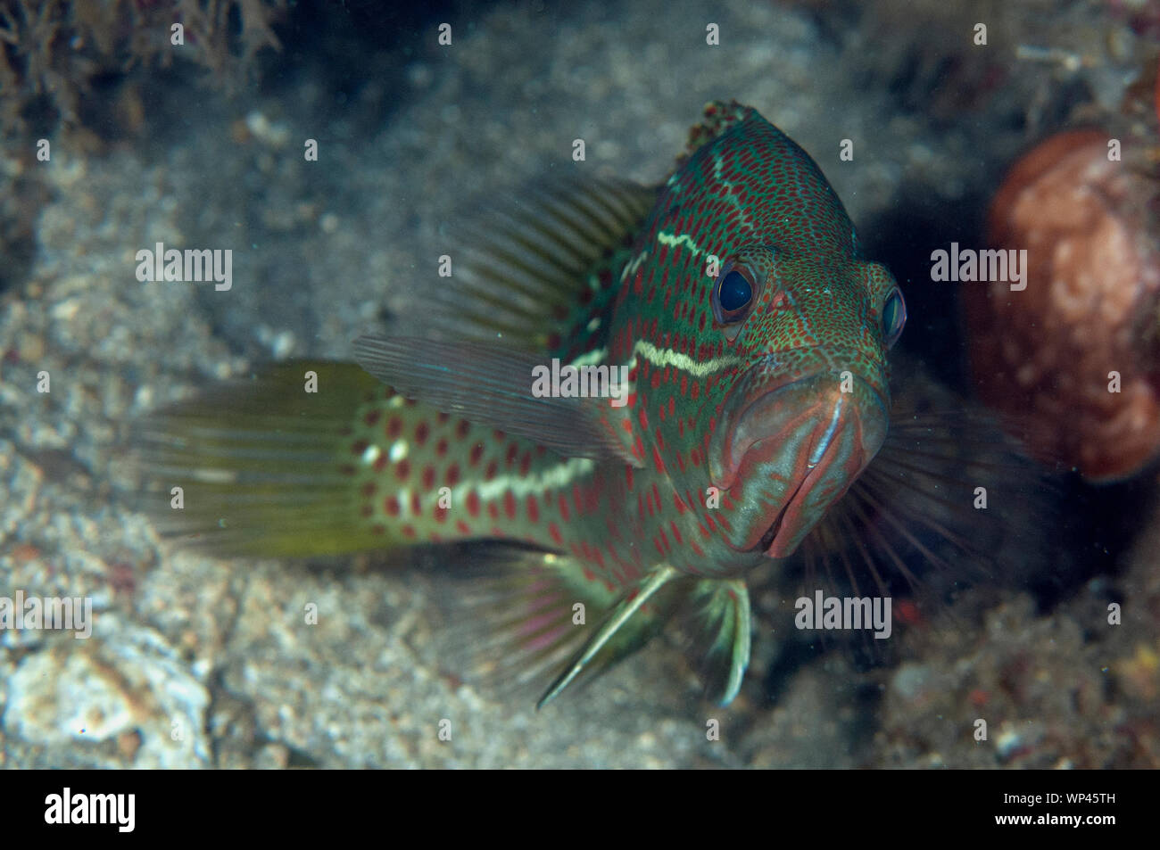 Slender Grouper, Anyperodon leucogrammicus, Jemeluk dive site, Amed ...